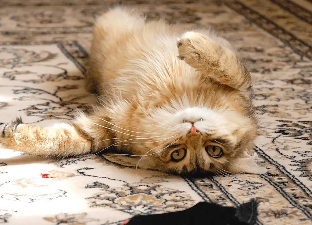 35 Things Your Cats Love - Day Pets