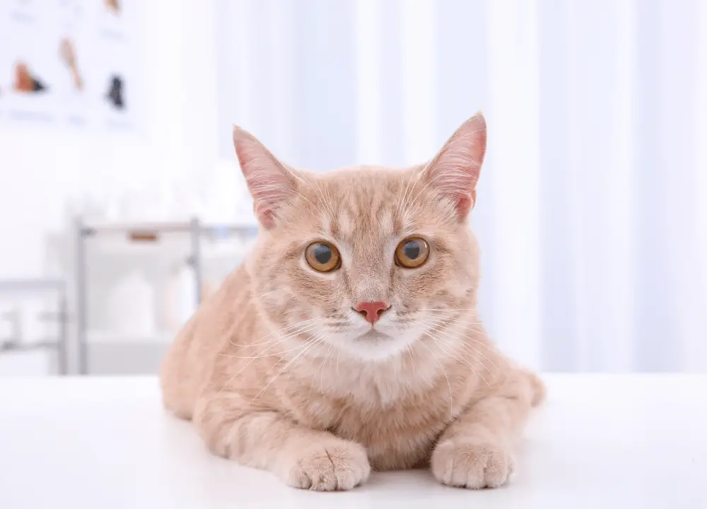 Can Cats Get Mononucleosis? Expert's Opinion - Day Pets