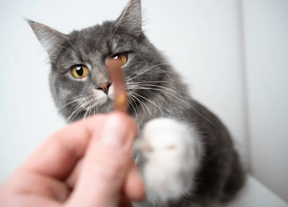 The Most 5 Greedy Cat Breeds - Day Pets