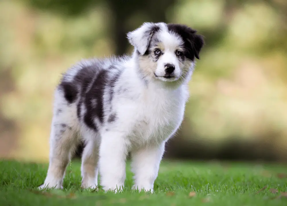 Unraveling the Mystique of the Calico Dog Breed - Day Pets