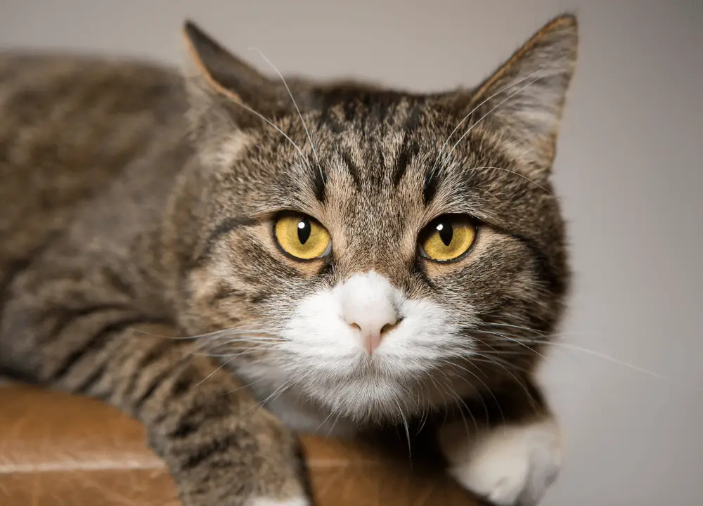 Sokoke Cat: Info, Characteristics & Care - Day Pets