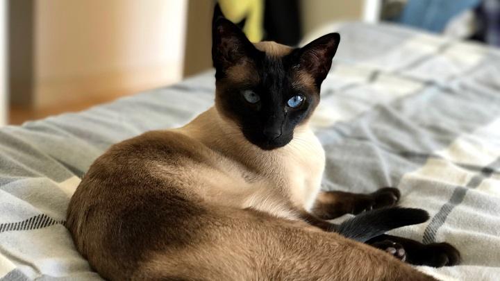 Classic Siamese: A Timeless Feline Companion