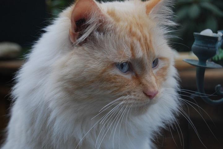 Flame Point Persian Cats: A Colorful Companion