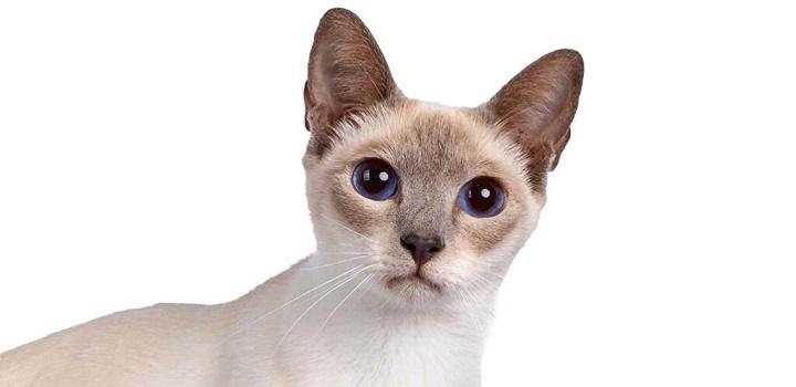 The Beauty of Dilute Calico Cats Explained