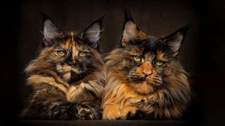 Brown Maine Coons: Your Guide to This Majestic Breed