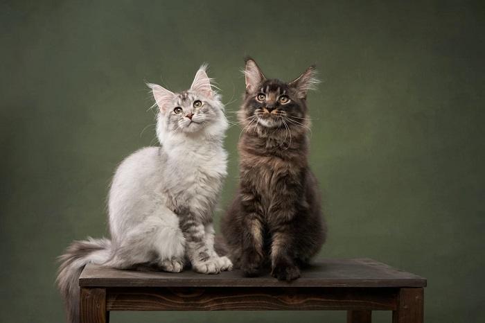 Fun Facts About Female Maine Coons You Didn’t Know