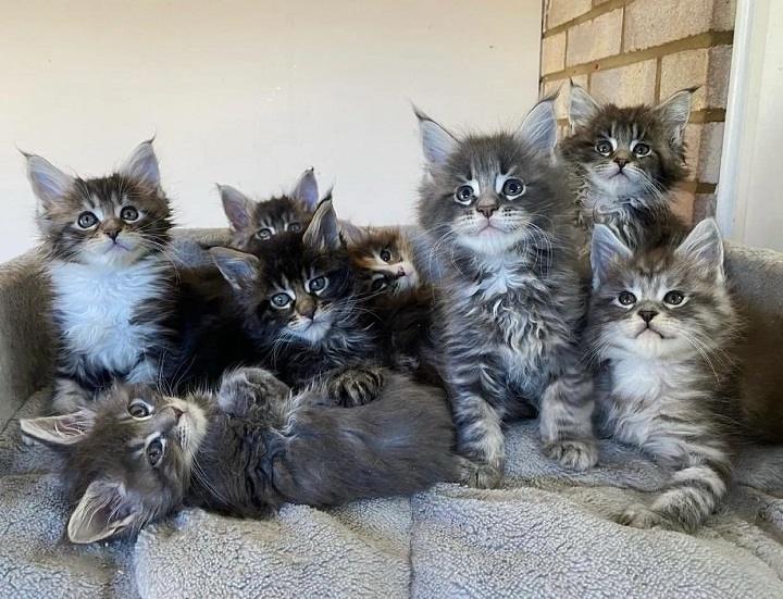 Adorable Maine Coon Kittens: A Complete Guide
