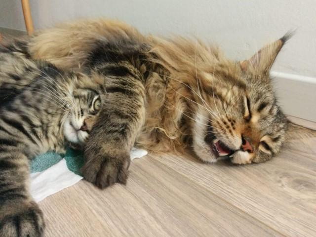 Maine Coons and Cat Companionship: What to Know