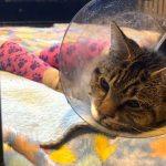 The Funniest Cat Vomit Memes to Brighten Your Day