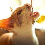 The Funniest Cat Vomit Memes to Brighten Your Day