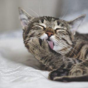 The Funniest Cat Vomit Memes to Brighten Your Day