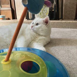 The Funniest Cat Vomit Memes to Brighten Your Day