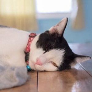 The Funniest Cat Vomit Memes to Brighten Your Day