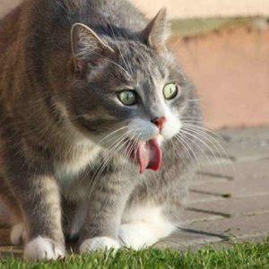 The Funniest Cat Vomit Memes to Brighten Your Day