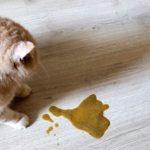 The Funniest Cat Vomit Memes to Brighten Your Day