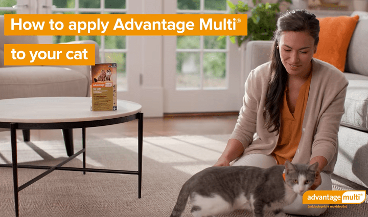 Is the ZZ Plant Toxic to Cats? What Every Pet Owner Should Know - Day Pets