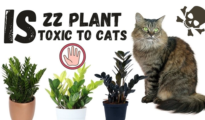 Is the ZZ Plant Toxic to Cats? What Every Pet Owner Should Know - Day Pets